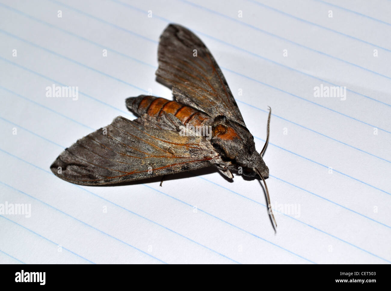 Dead moth hi-res stock photography and images - Alamy
