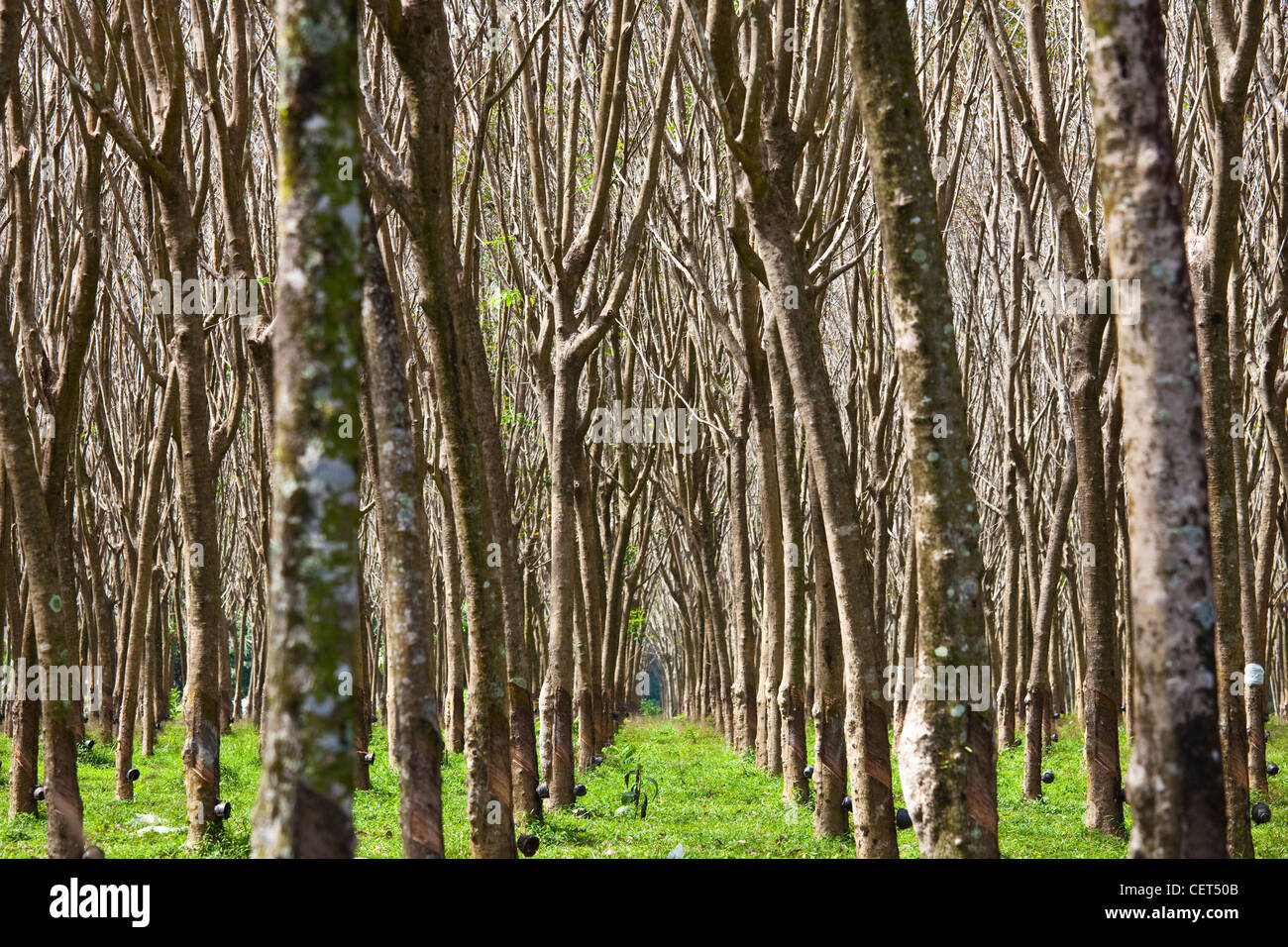 Rubber tree hi-res stock photography and images - Alamy
