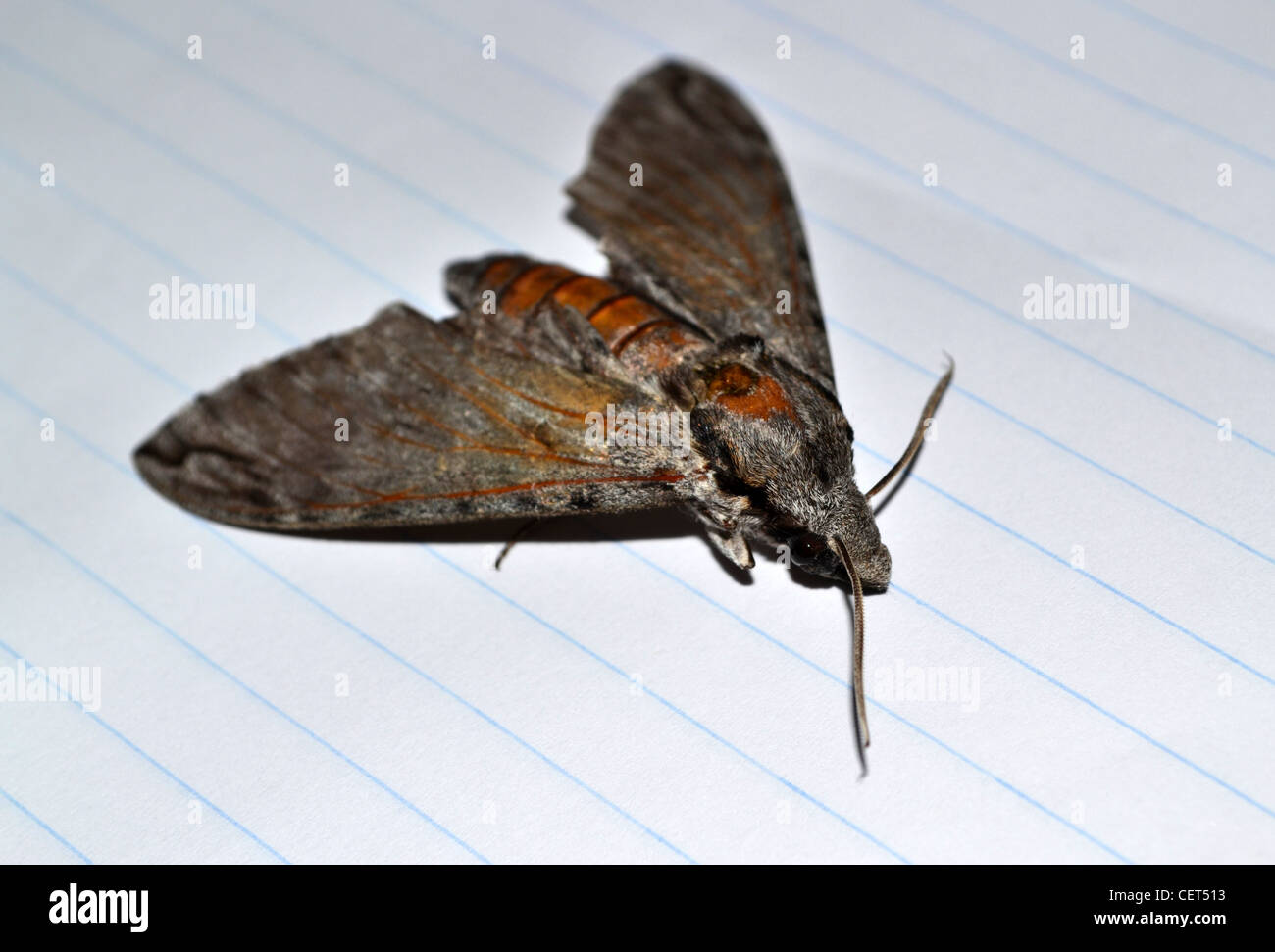 Dead alien hi-res stock photography and images - Alamy