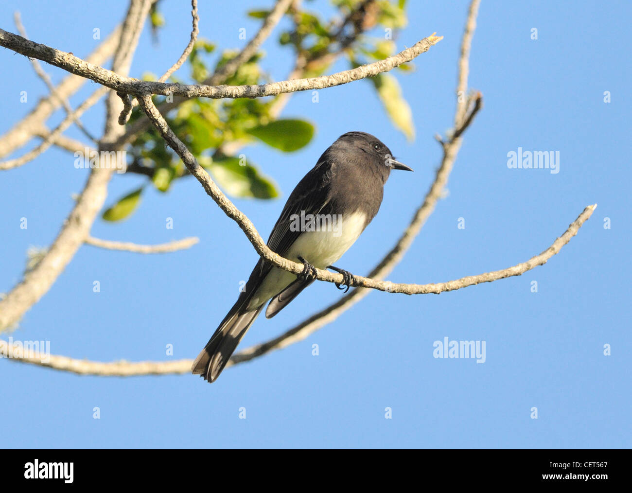 Black Phoebe - Sayornis nigicans, a fly catcher bird., perched on a ...