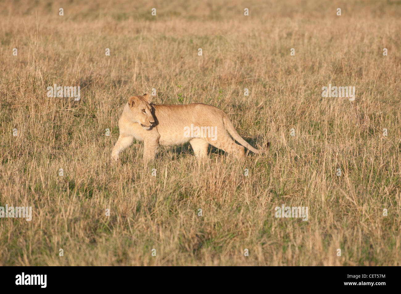 Lion Cub sunset alone in Kenya East Africa Masai Mara Serengeti Reserve ...