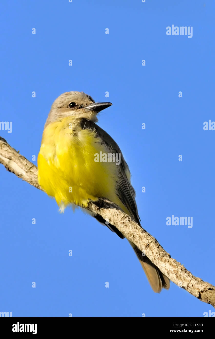 Tropical Kingbird, .A large tyrant flycatcher - Tyrannus melancholicus ...