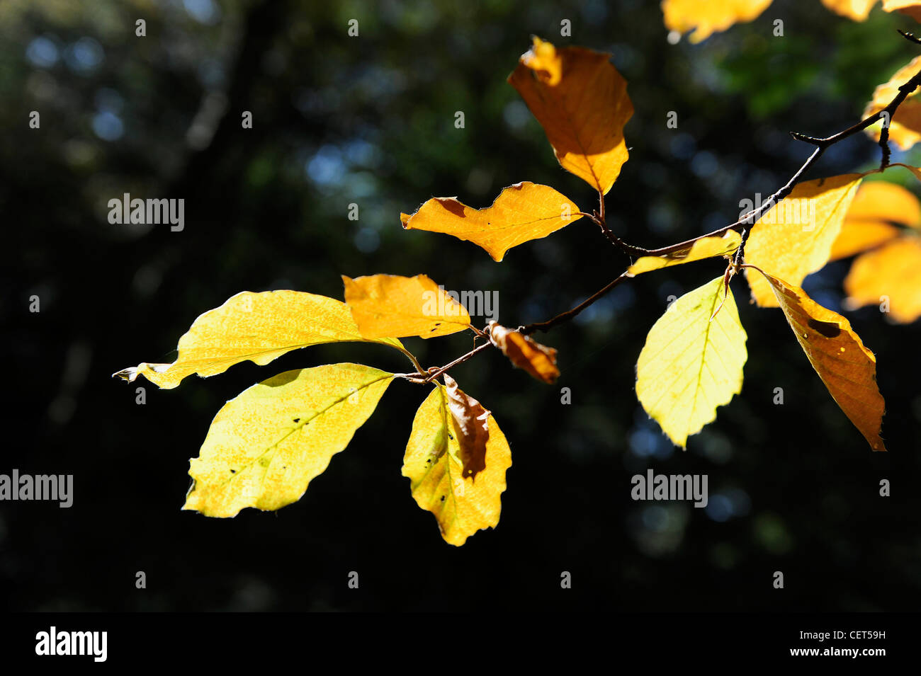 A close up of a branch of a tree in autumn with the leaves turning ...