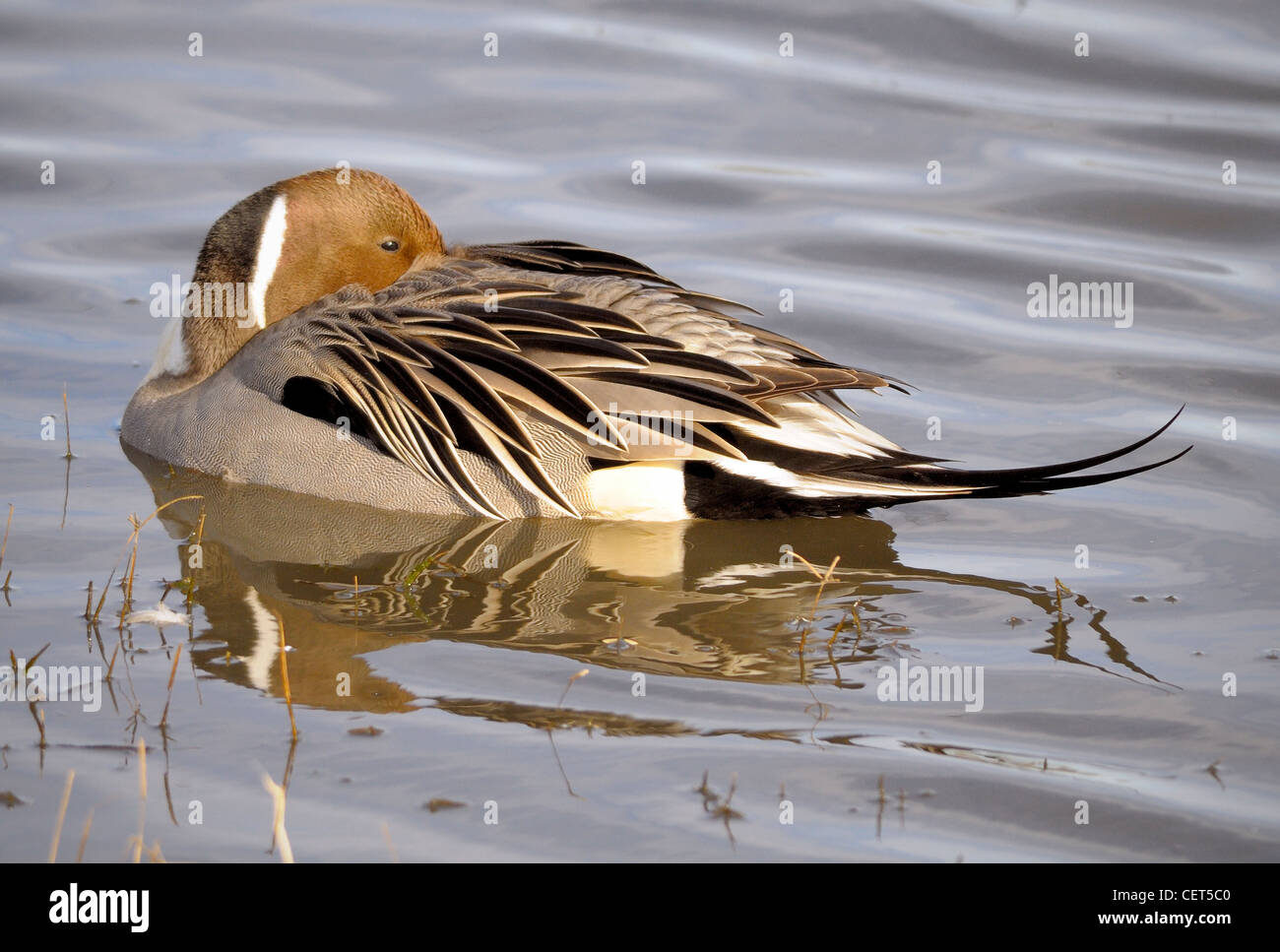 Quack bird hi-res stock photography and images - Alamy