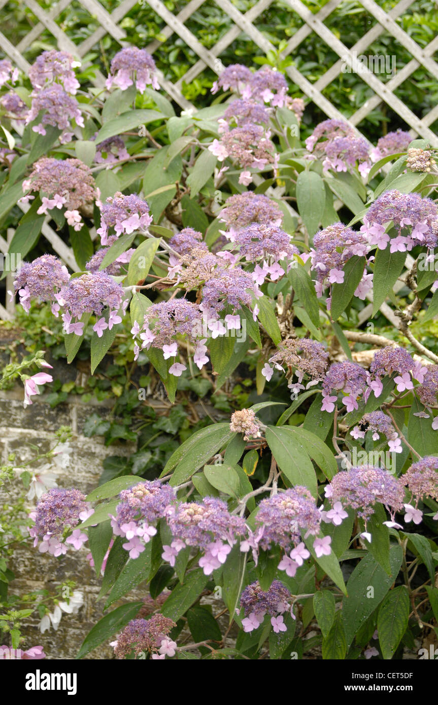 Modern Victorian Garden Detail image of mauve Hydrangea villosa plant ...