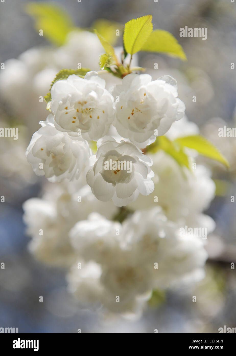 Close up shot cherry tree hi-res stock photography and images - Alamy