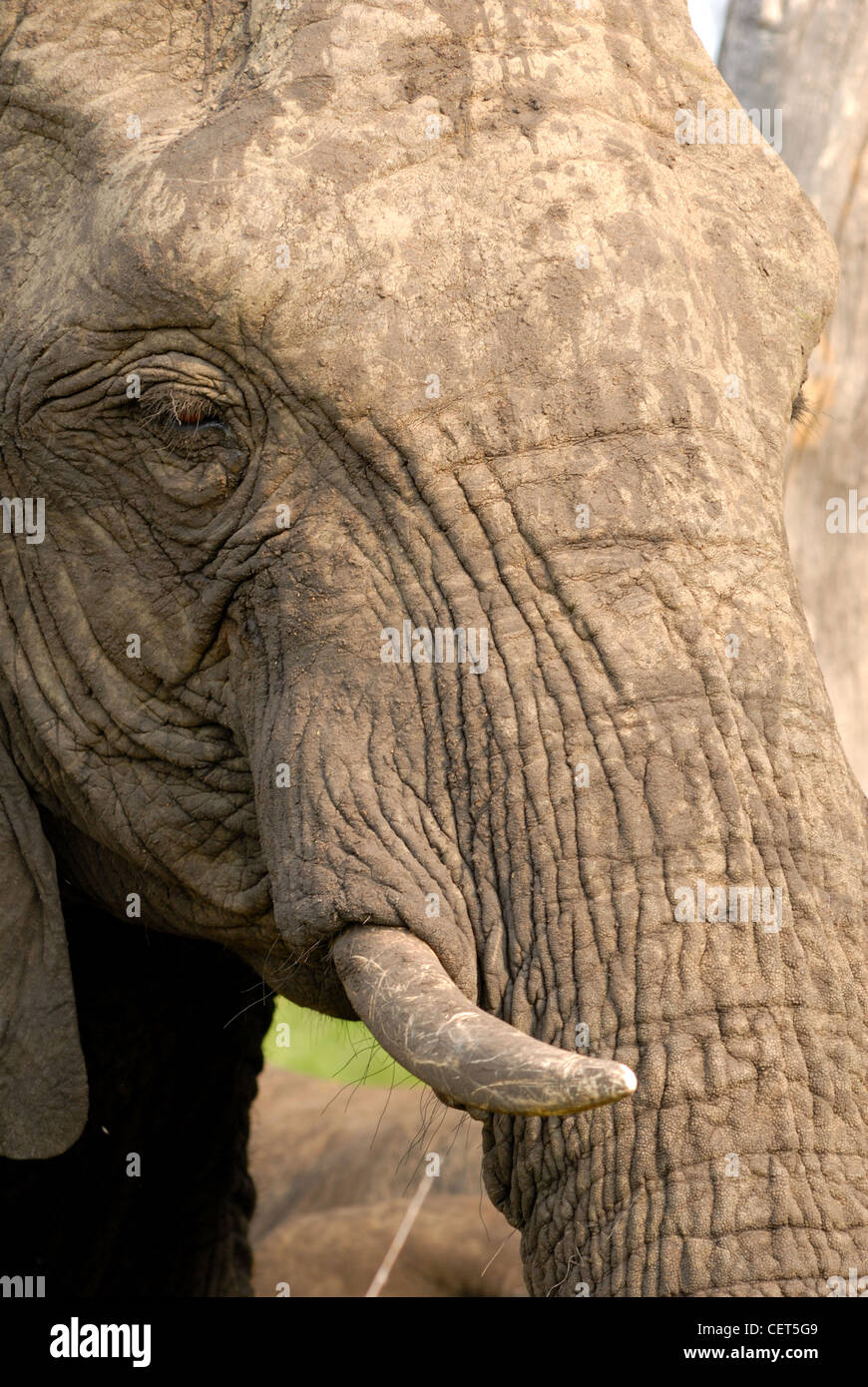 Charging Herd Elephants Stock Photos & Charging Herd Elephants Stock ...