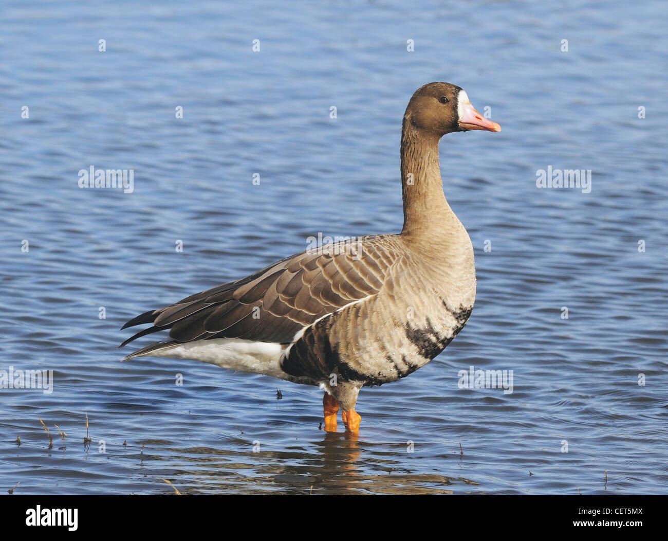 The white fronted goose hi-res stock photography and images - Alamy