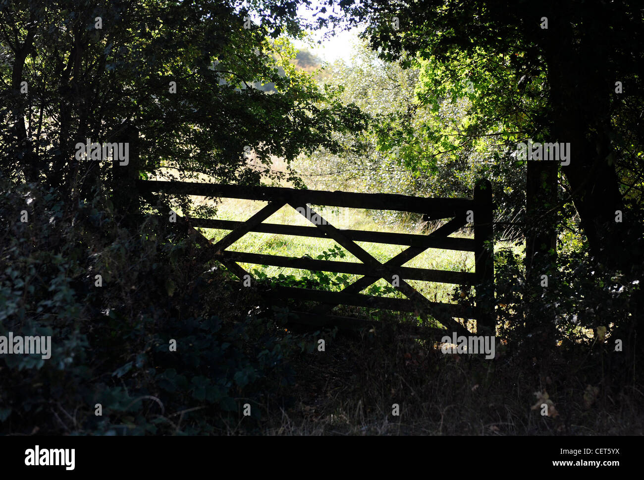 Dark green silhouetted trees a large wooden gate between them slightly ...