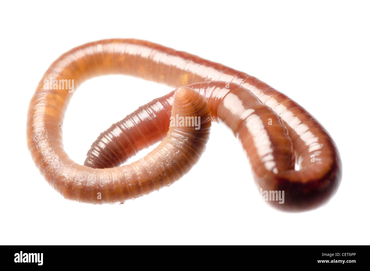 Earthworm Cut Out Stock Images & Pictures - Alamy