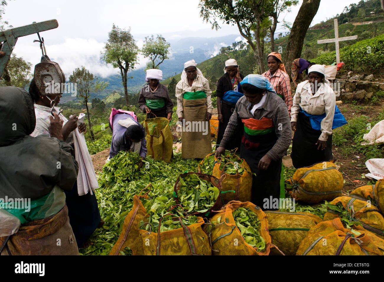 Tea pickers weighing their tea bags in Haputale Stock Photo - Alamy