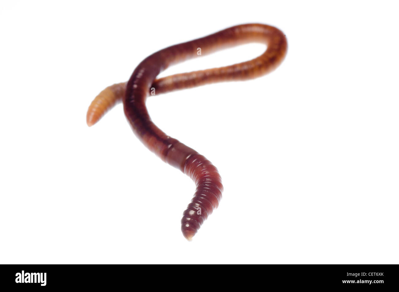 Animal Earth Worm Isolated On White Stock Photo Alamy