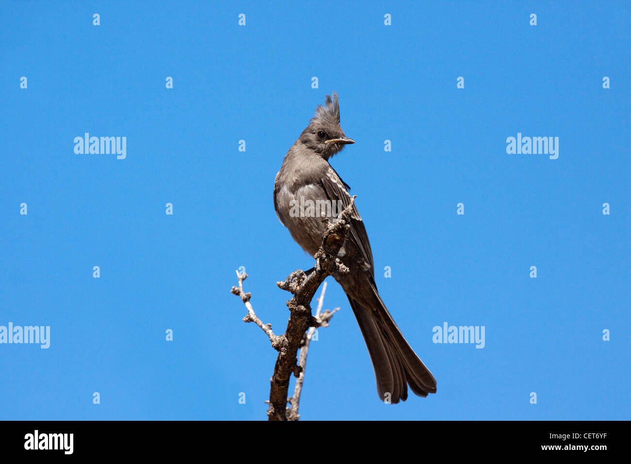 Female mistletoe bird hi-res stock photography and images - Alamy