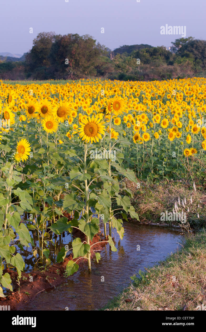 Cultivation and irrigation of sunflowers in the Indian countryside ...