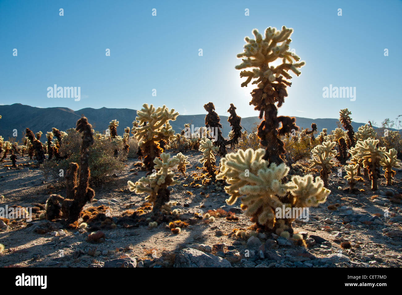 Cholla cactus garden at Joshua Tree National Park Stock Photo - Alamy
