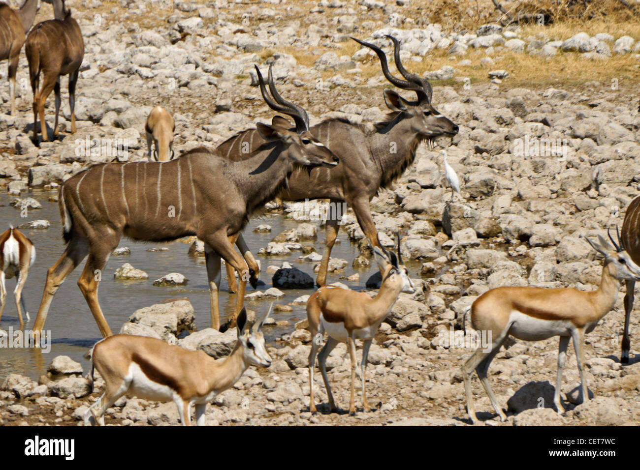 Male kudus hi-res stock photography and images - Alamy