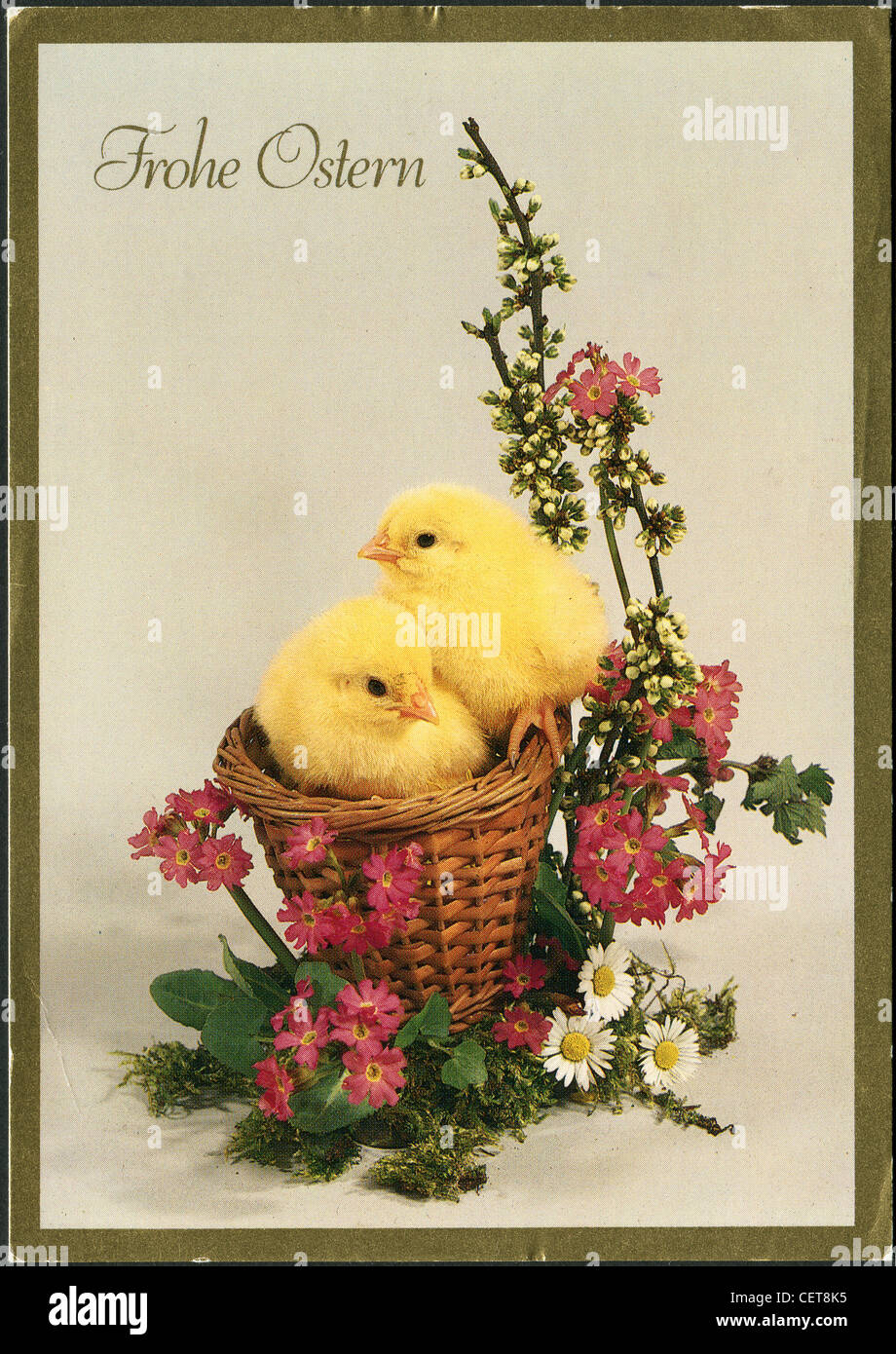 Chicks in a basket hi-res stock photography and images - Alamy