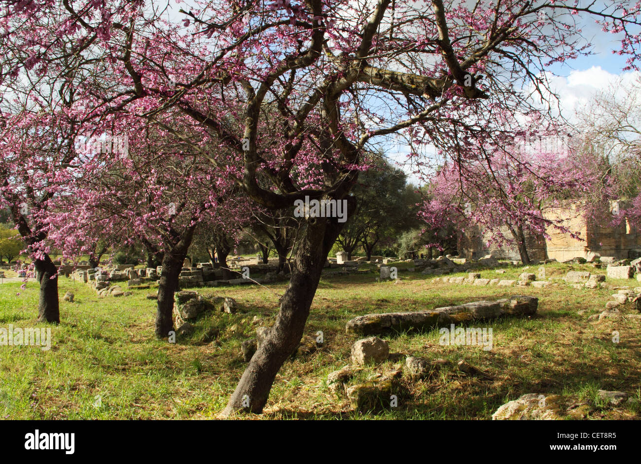 Almond trees ruins ancient olympia hi-res stock photography and images ...
