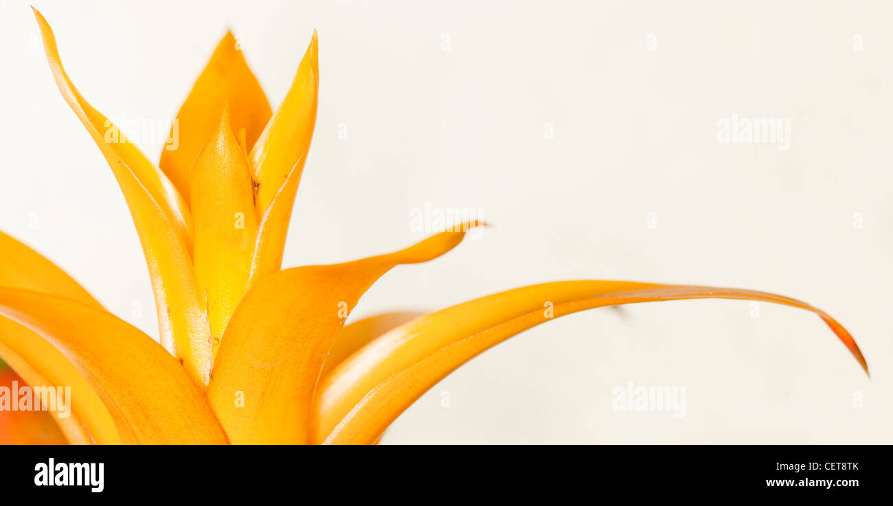 Fire yellow flower hi-res stock photography and images - Alamy