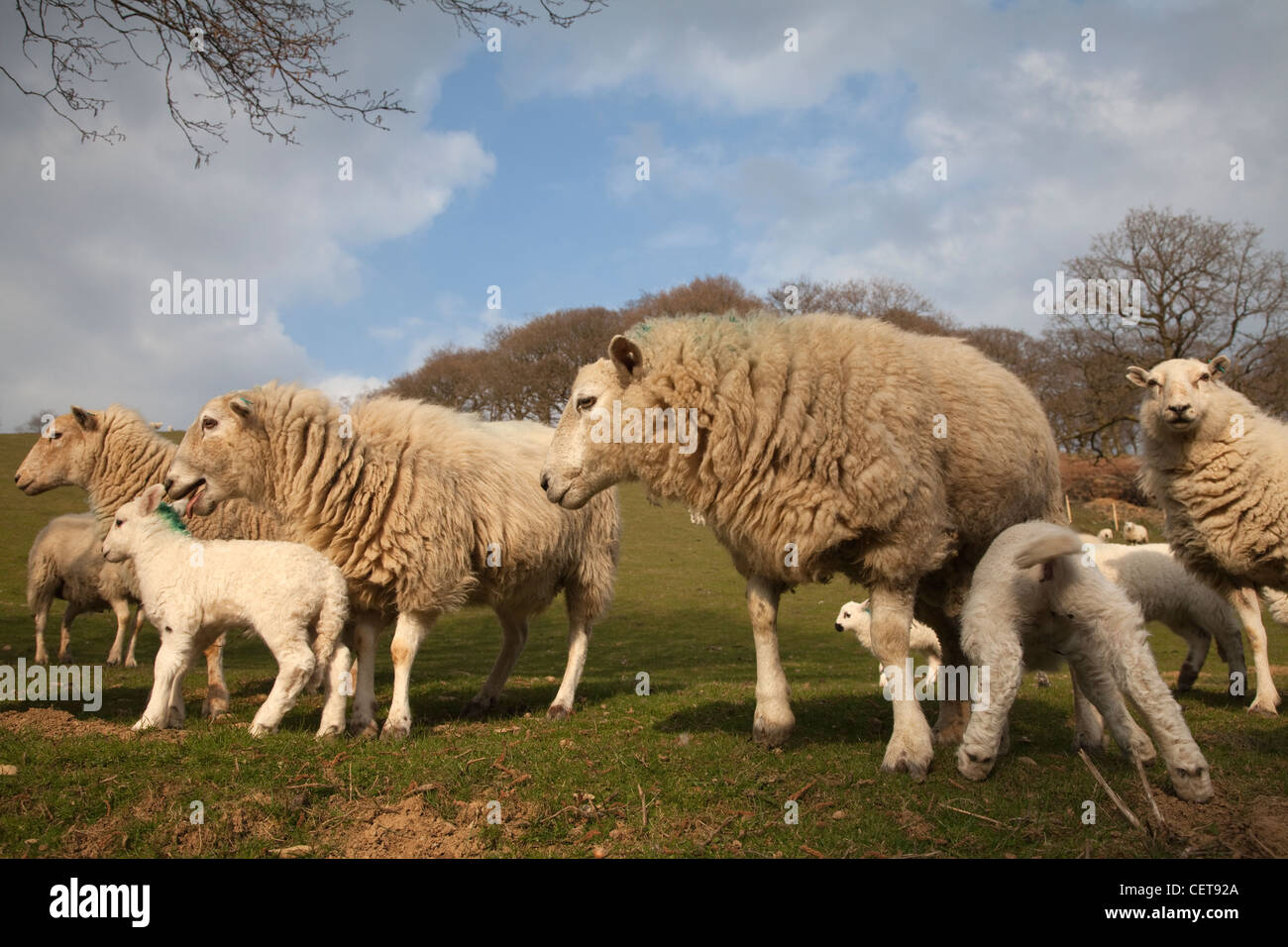 sheep spring lambs Stock Photo - Alamy