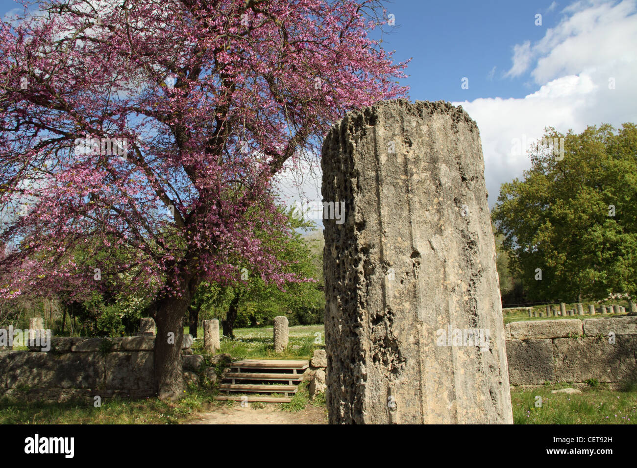 Almond trees, Ruins, Ancient Olympia, Ilia, Peloponnese, Greece Stock ...