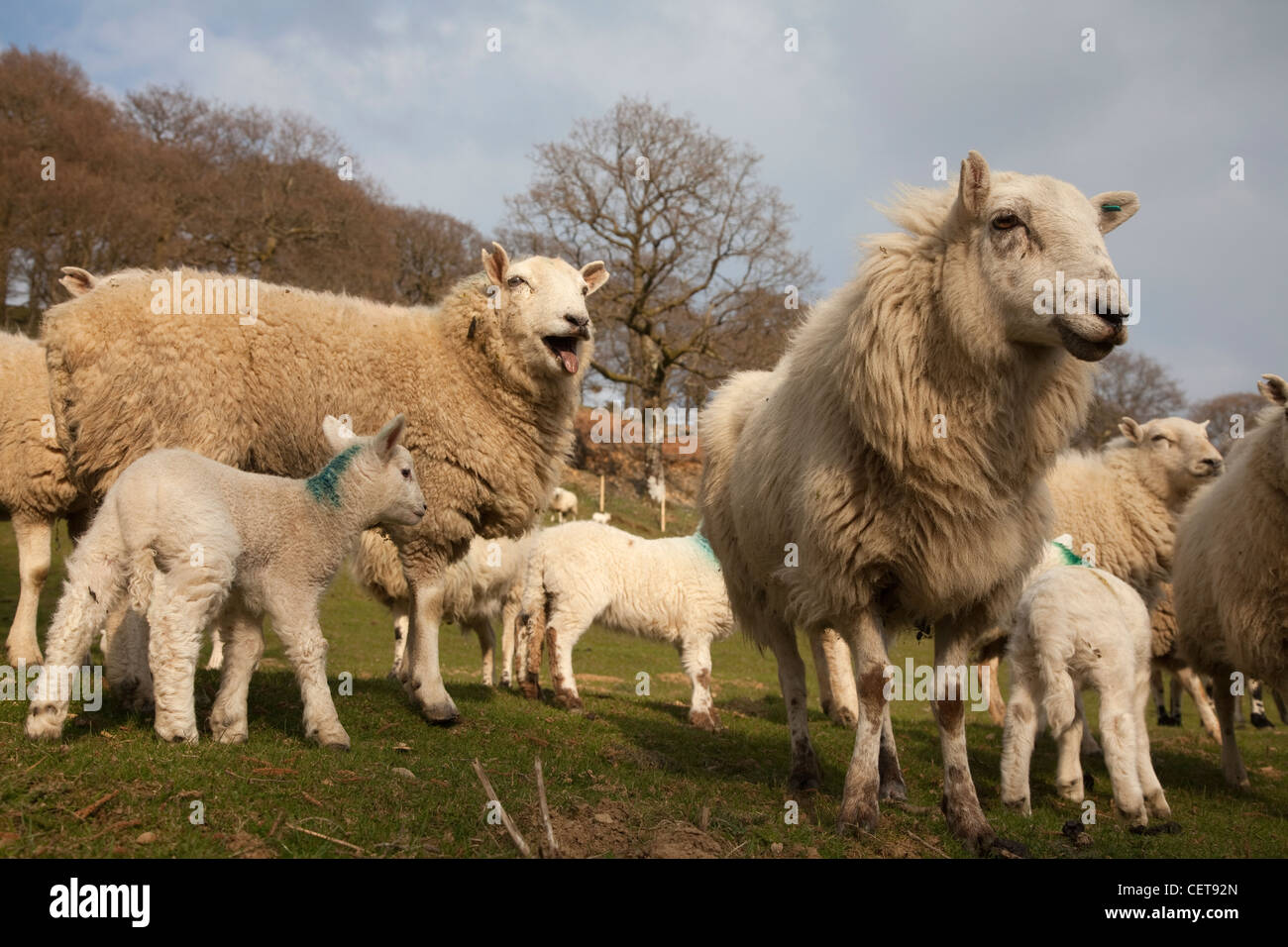 sheep spring lambs Stock Photo - Alamy