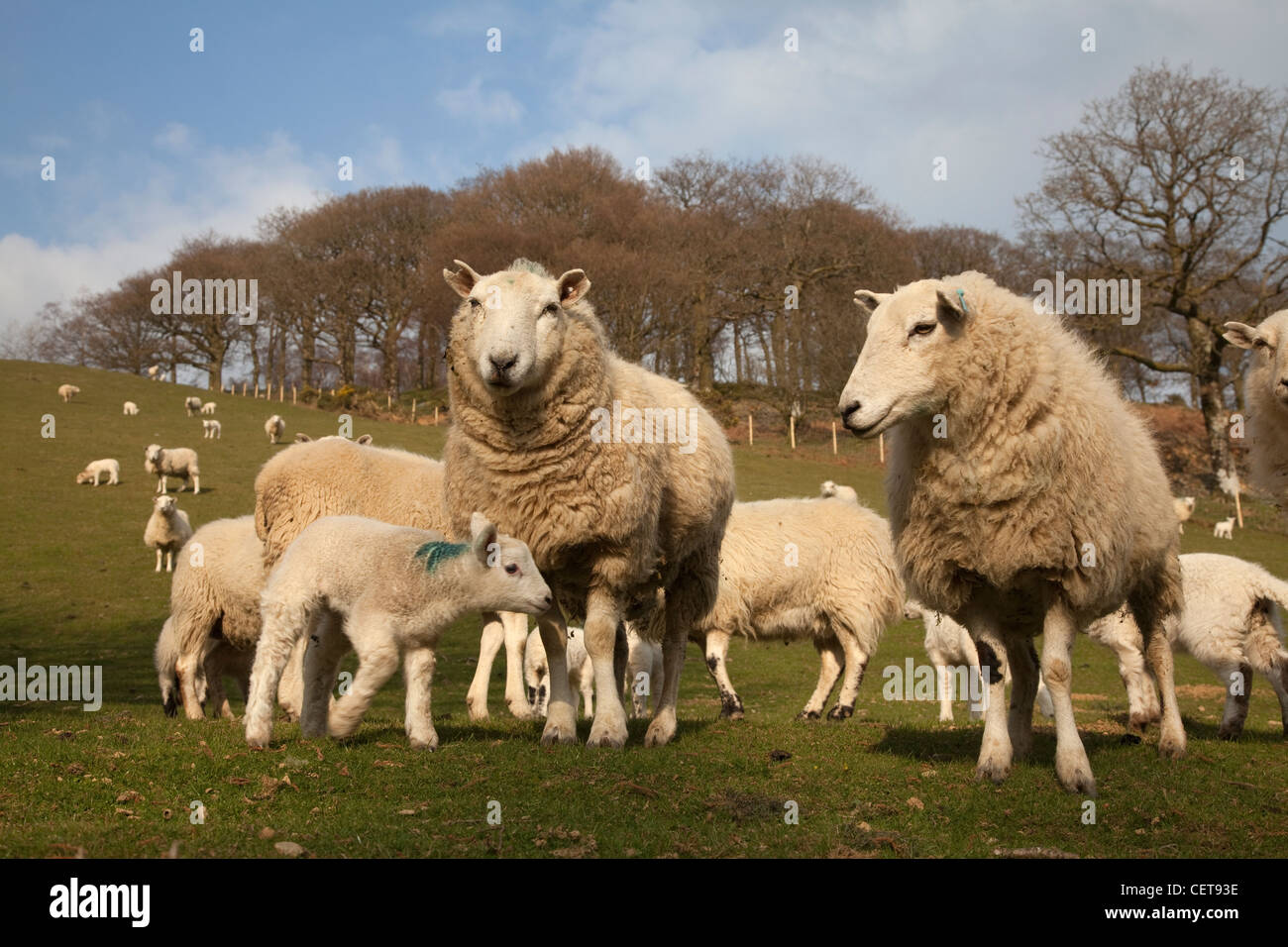 sheep spring lambs Stock Photo - Alamy
