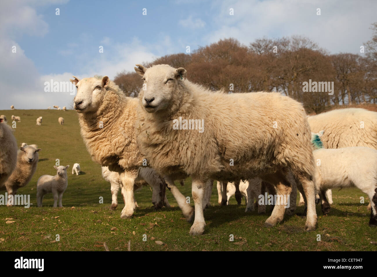 sheep spring lambs Stock Photo - Alamy