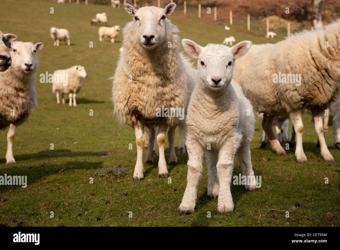 Sheep wales welsh farming woolly uk hi-res stock photography and images ...