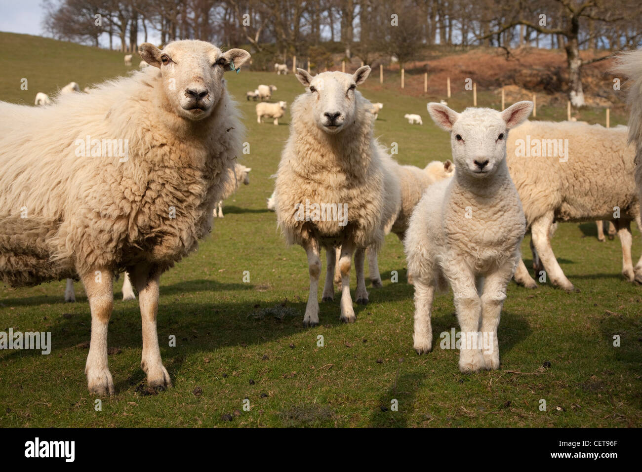 sheep spring lambs Stock Photo - Alamy