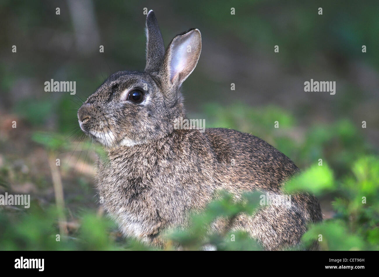 RABBIT Oryctolagus cuniculus Stock Photo - Alamy