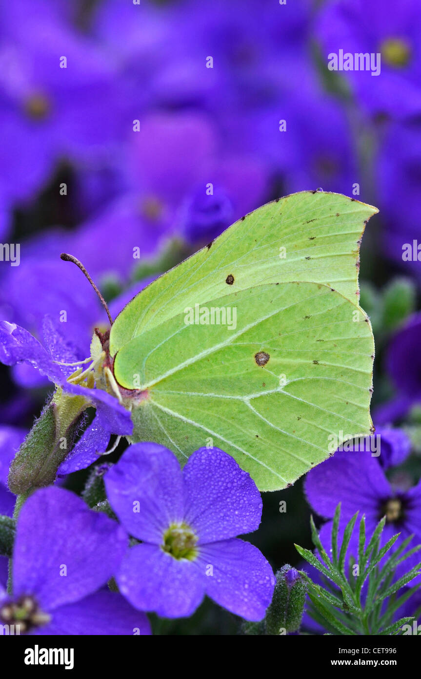 Yellow butterfly brimstone sulphur hi-res stock photography and images ...