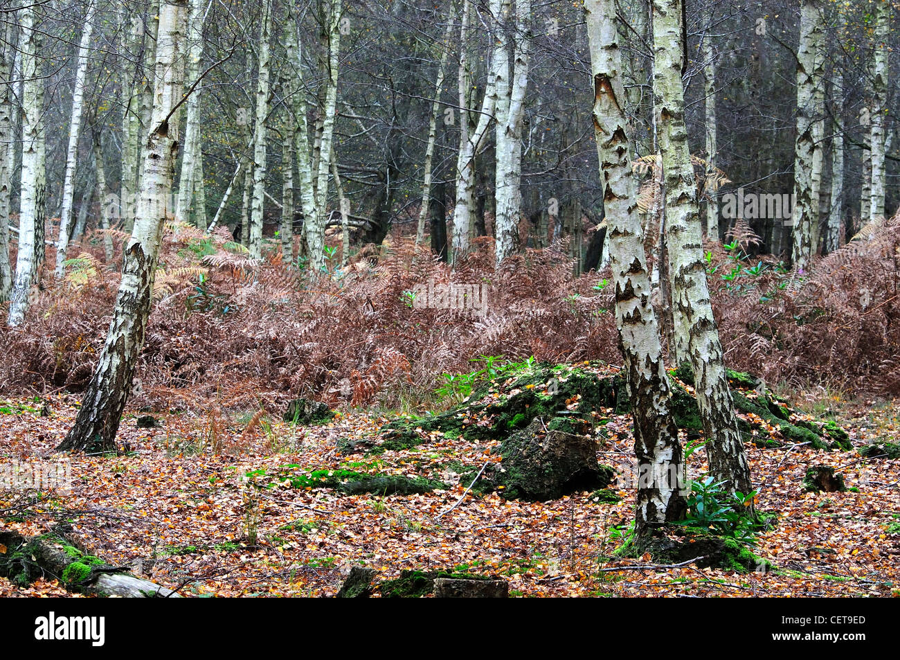 A view of Arne RSPB nature reserve in Autumn Stock Photo - Alamy