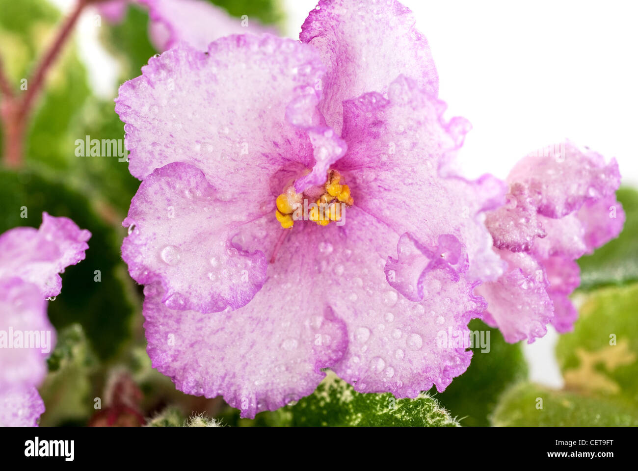 Beautiful violet flower isolated on white background Stock Photo - Alamy