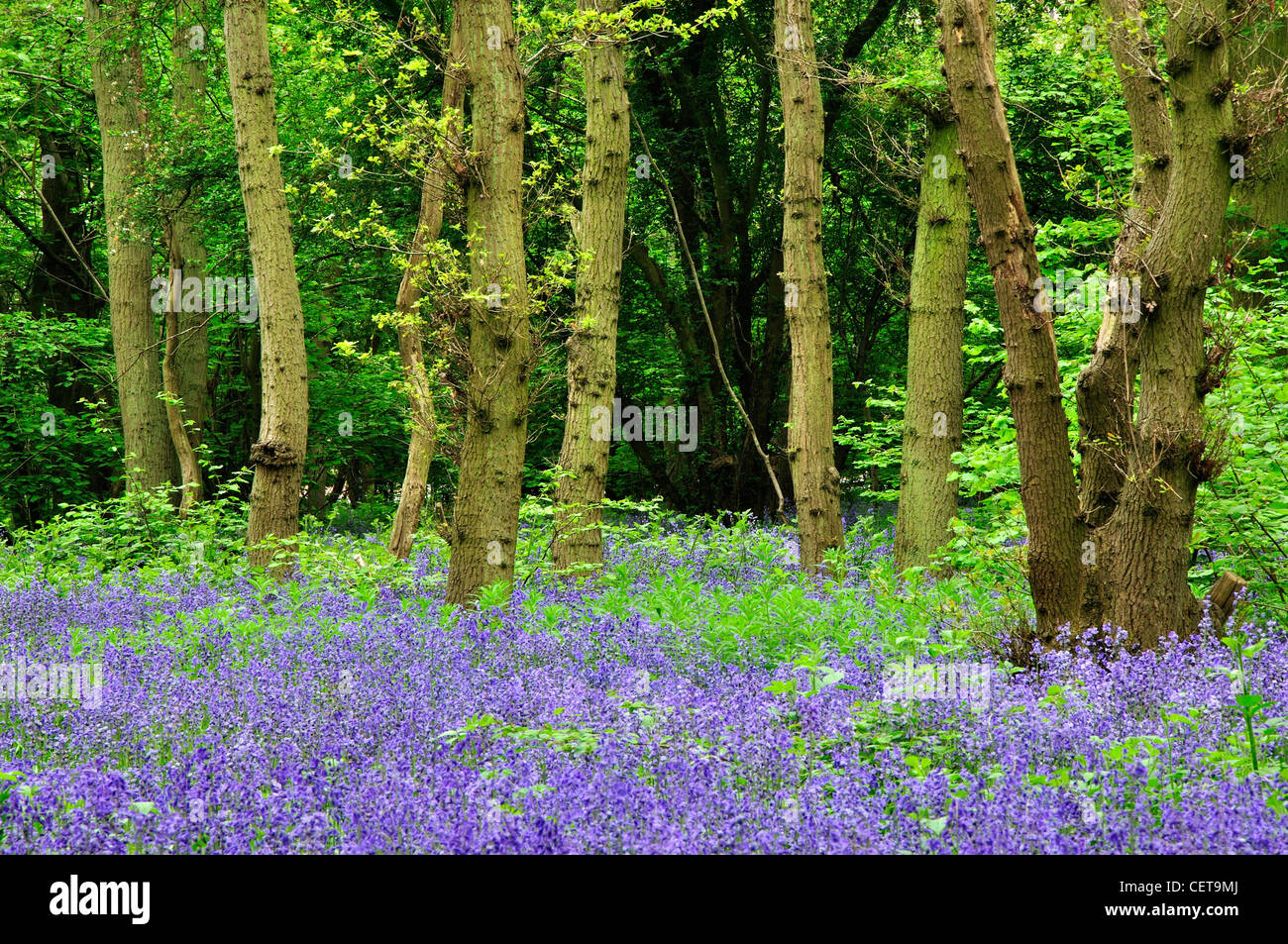 Wiltshire wildlife trust hi-res stock photography and images - Alamy