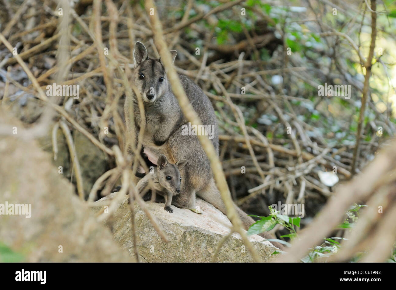 Wallaby with joey in pouch hi-res stock photography and images - Alamy