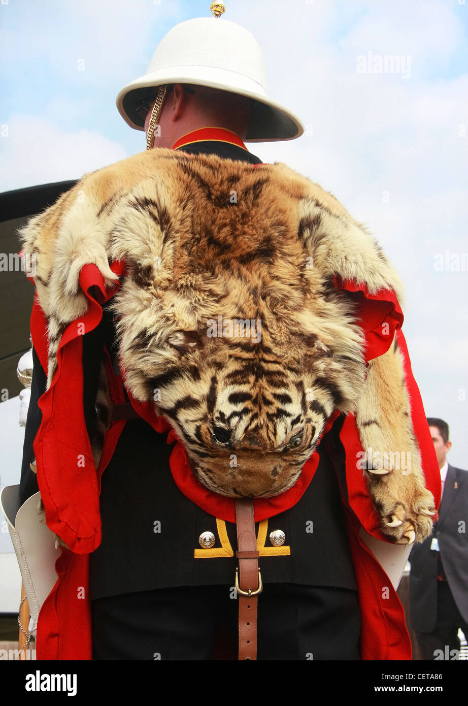 Royal tiger marching hi-res stock photography and images - Alamy