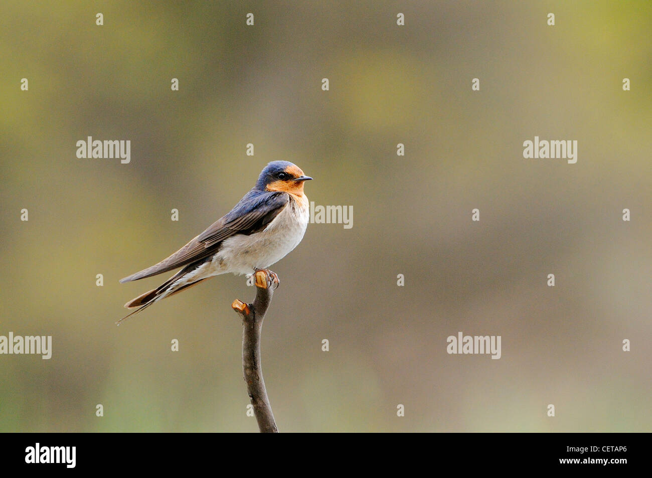 Welcome Swallow Hirundo neoxena Photographed in Tasmania, Australia ...