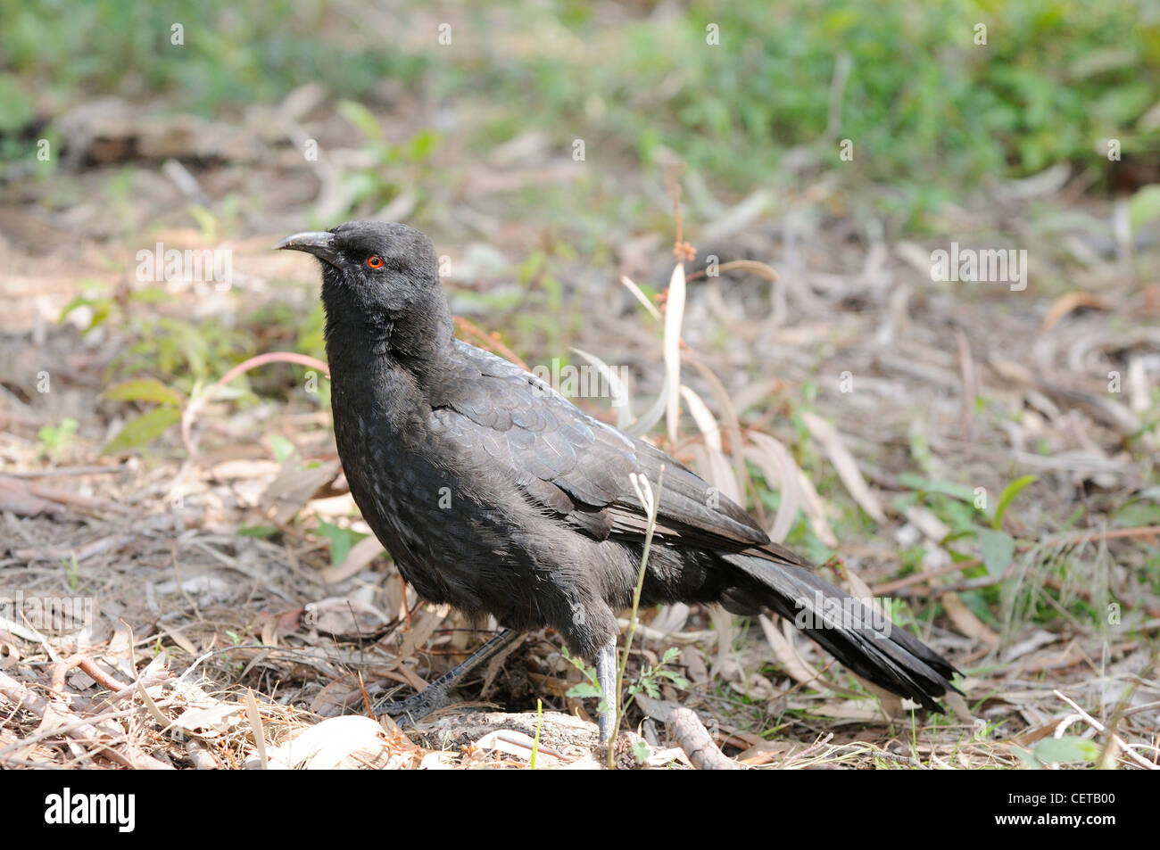 White winged chough corcorax melanorhamphos photographed in act hi-res ...
