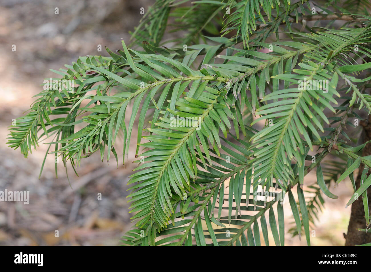 Wollemi Pine Wollemia nobilis One of the world's oldest and rarest ...