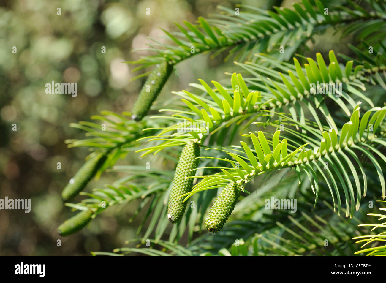 Wollemi pine hi-res stock photography and images - Alamy