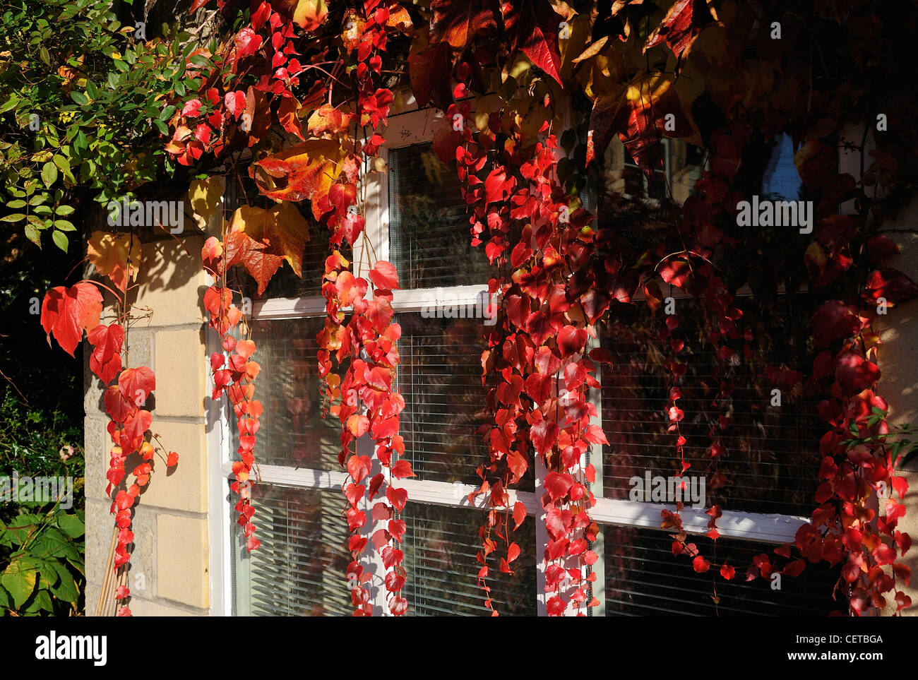 Vitis coignetiae crimson glory grape vine Stock Photo - Alamy