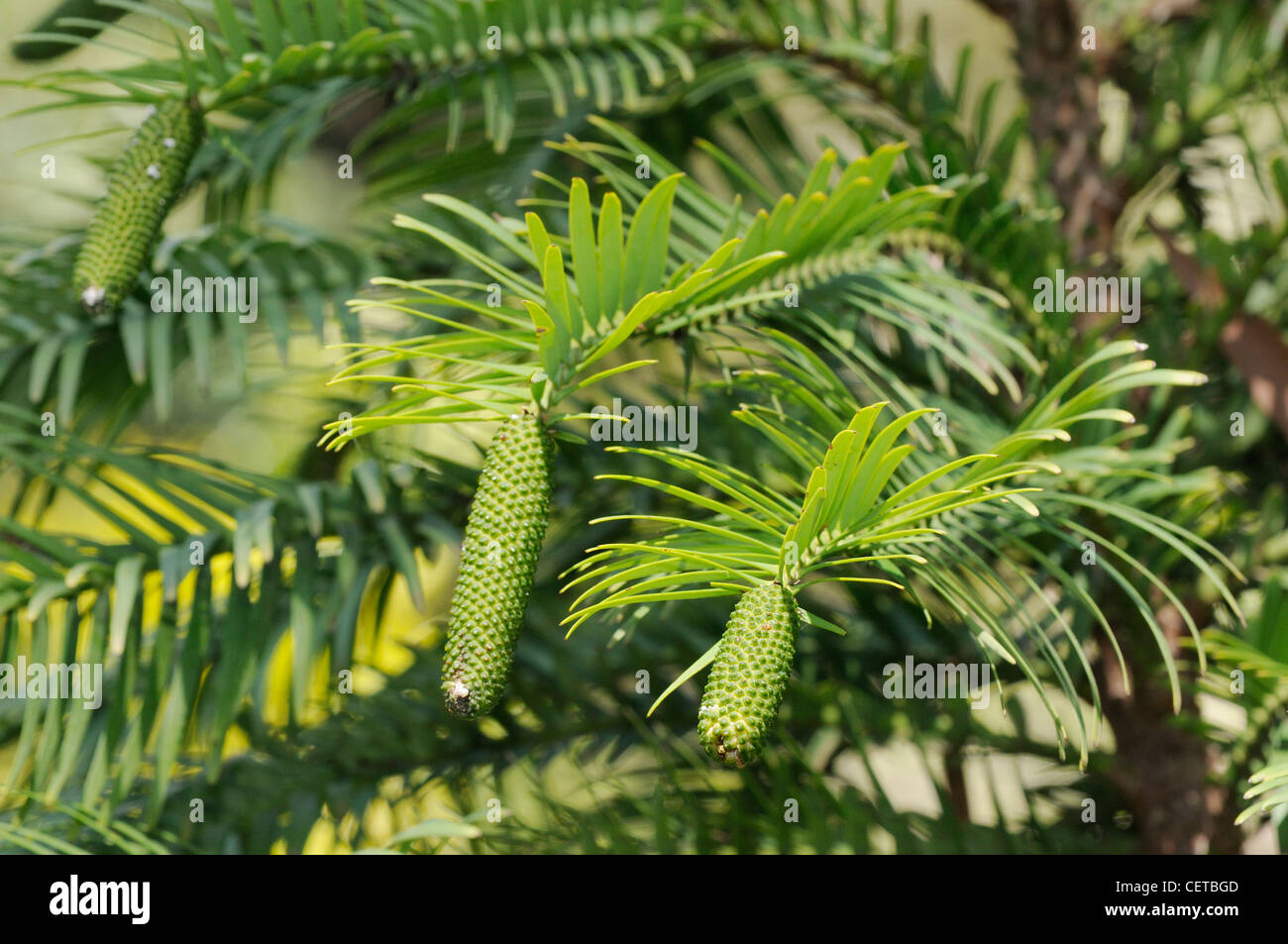 Wollemi Pine Wollemia nobilis One of the world's oldest and rarest ...