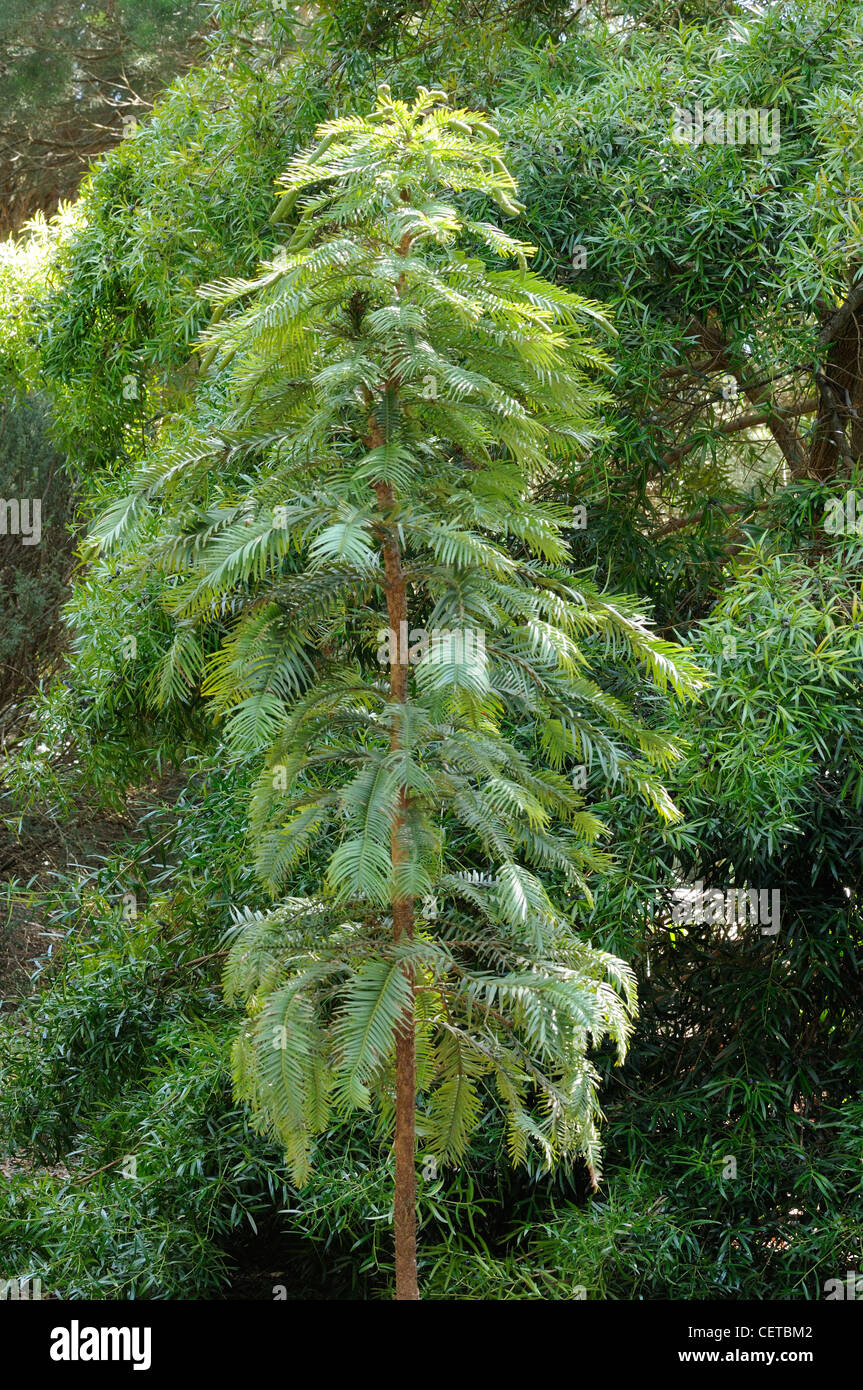Wollemi Pine Wollemia nobilis One of the world's oldest and rarest trees Photographed in ...