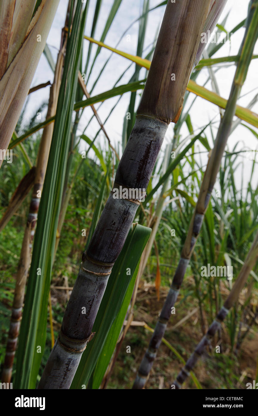 Sugar Cane in Cidade Velha, Santiago, Cape Verde Islands, Africa Stock ...