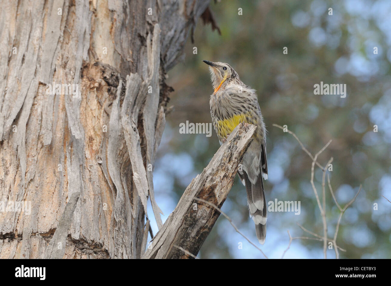 Yellow Wattlebird Anthochaera paradoxa Tasmanian endemic Photographed ...