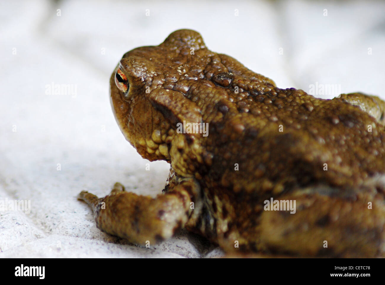 Ugly frog hi-res stock photography and images - Alamy