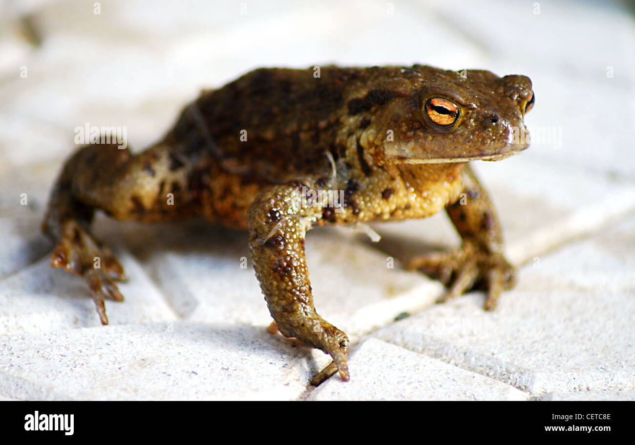 Ugly frog hi-res stock photography and images - Alamy