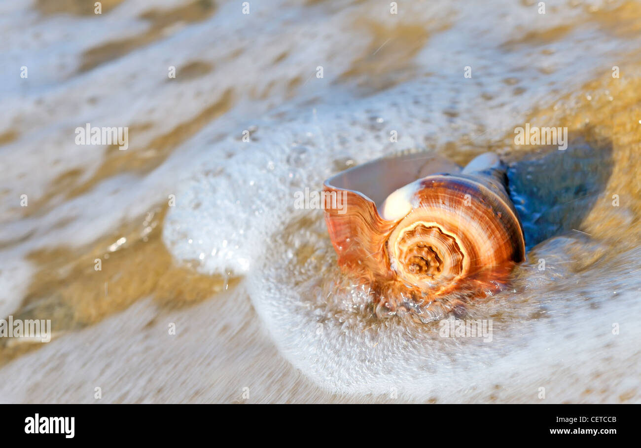 shell in the sea Stock Photo - Alamy