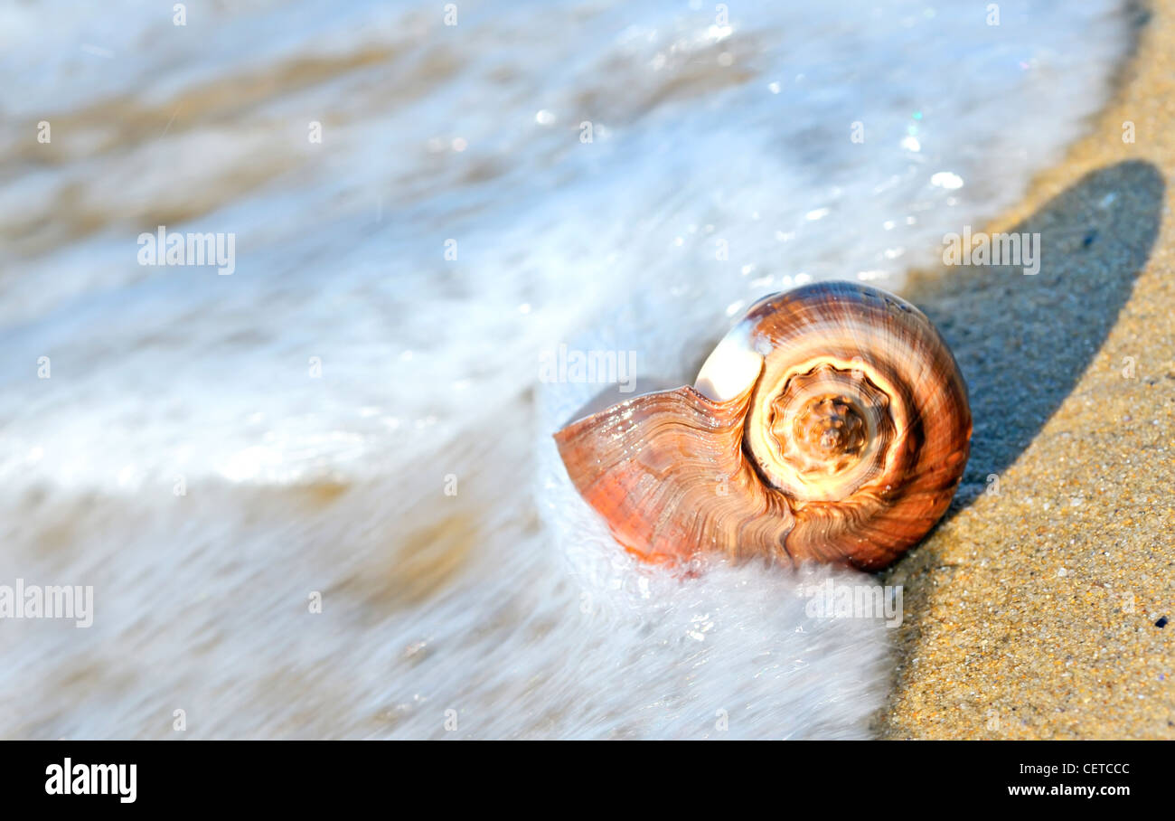shell in the sea Stock Photo - Alamy